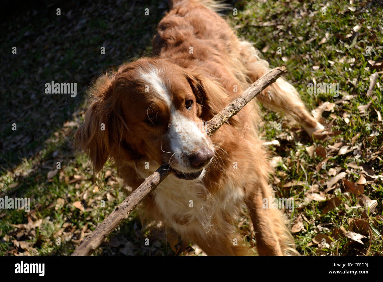 Stick animals hi-res stock photography and images - Alamy