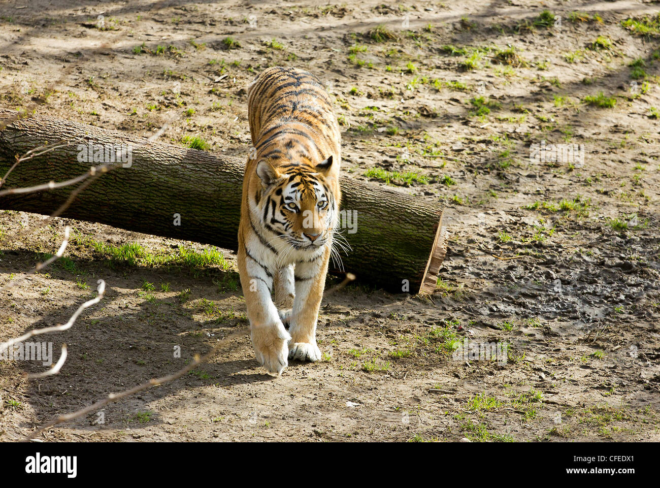 Tiger in a zoo enclosure hi-res stock photography and images - Alamy
