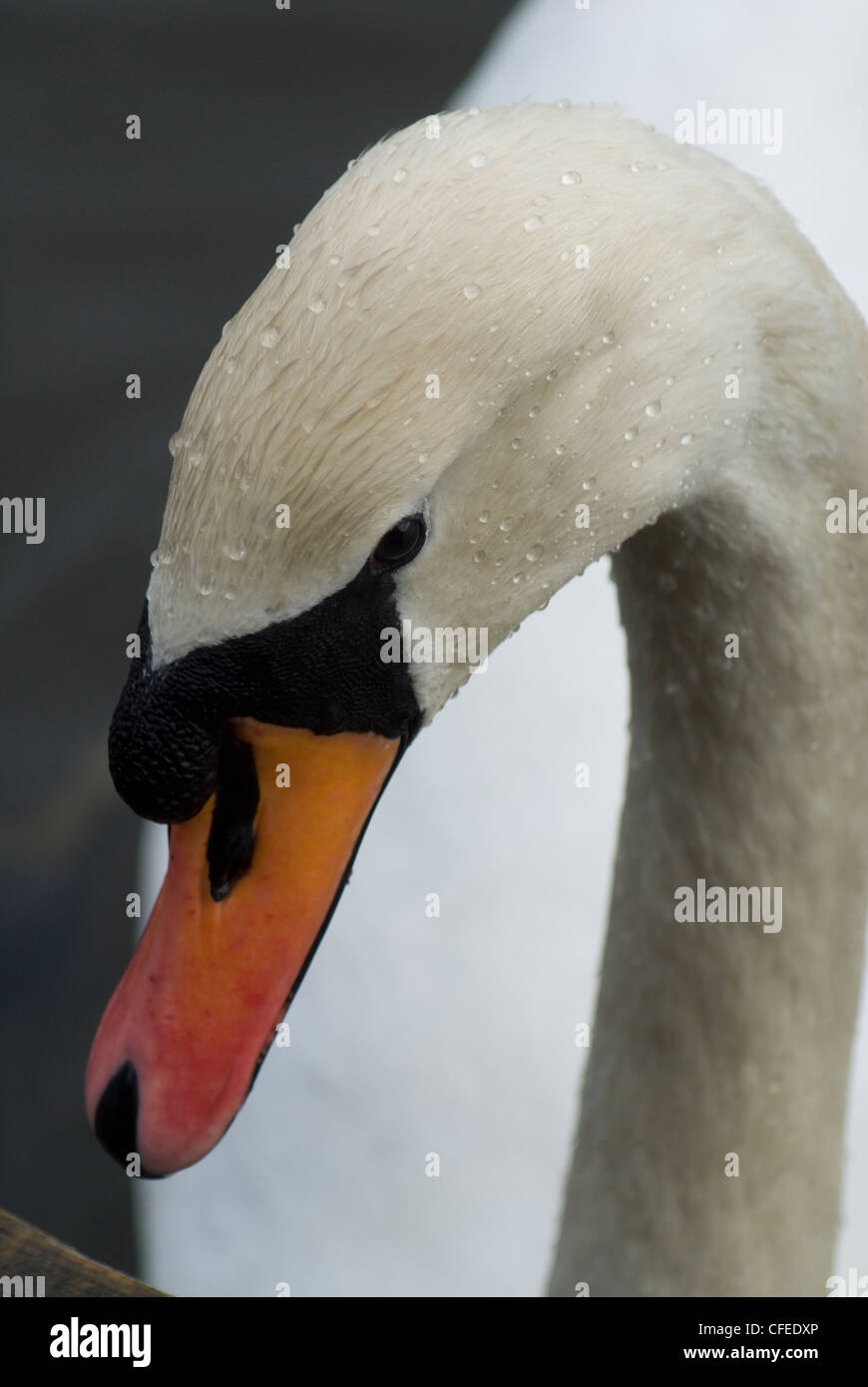 Jet black plumage hi-res stock photography and images - Alamy