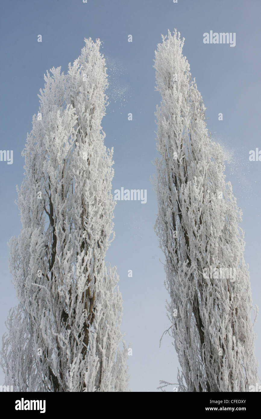 Freeze freezing frost hi-res stock photography and images - Alamy