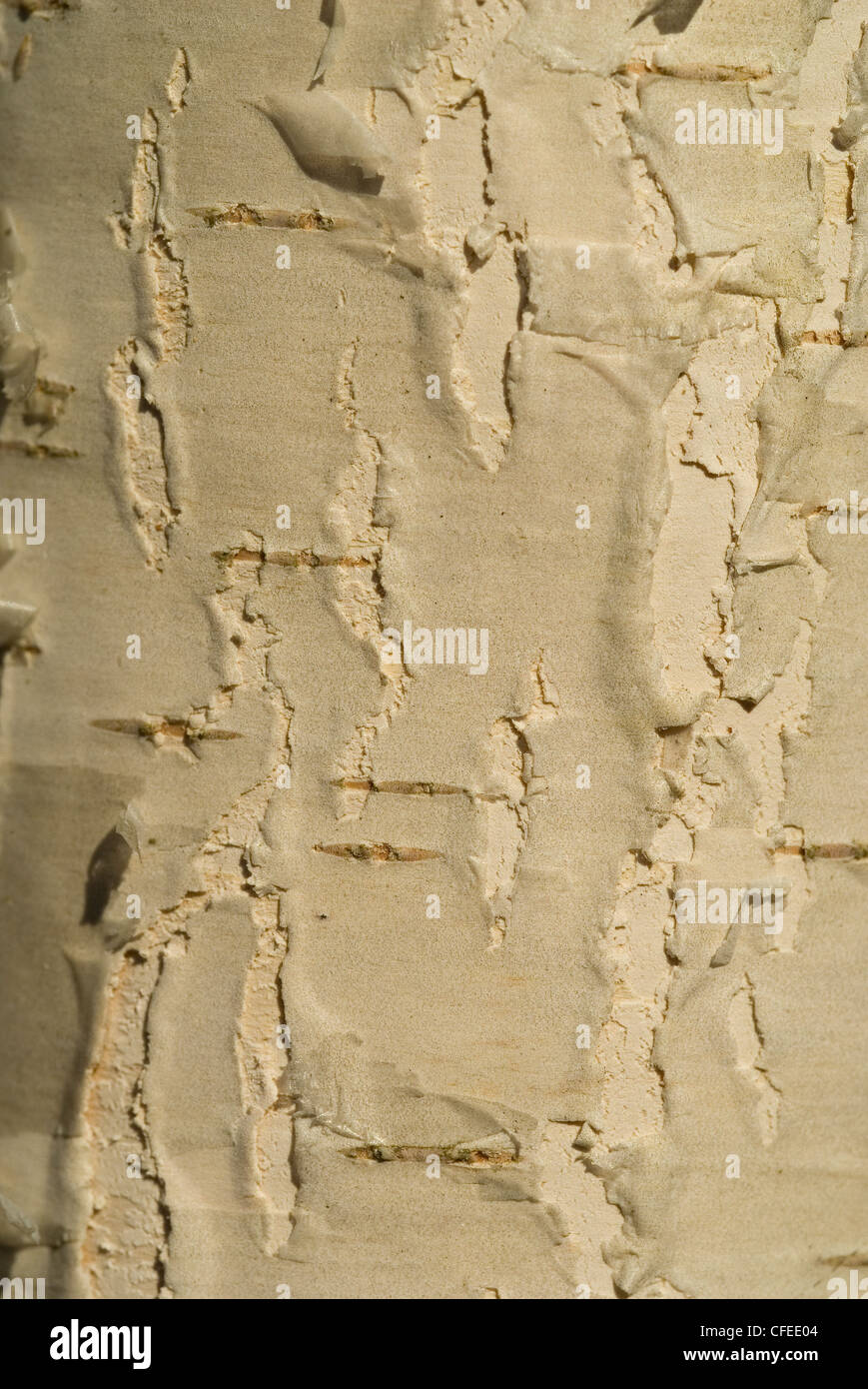 Populus alba hi-res stock photography and images - Alamy