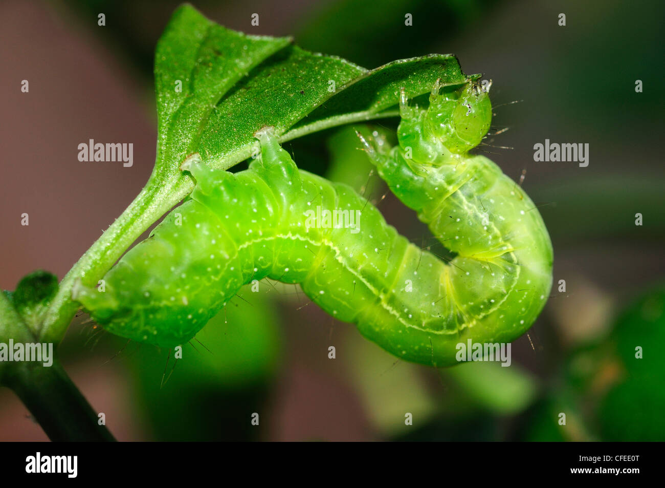 Plusia hi-res stock photography and images - Alamy