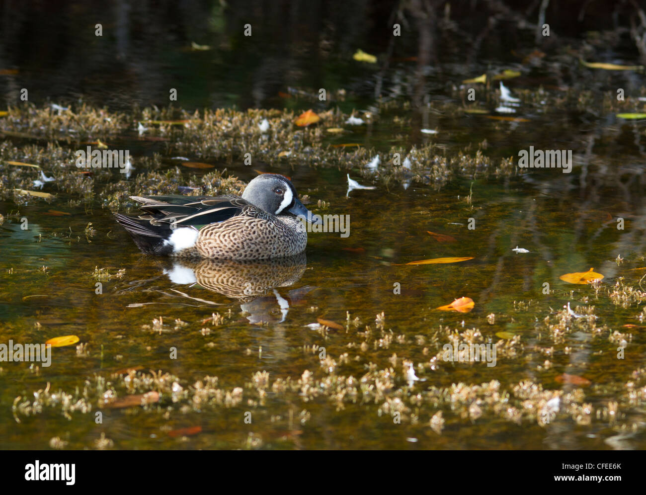 Eclipse male teal hi-res stock photography and images - Alamy