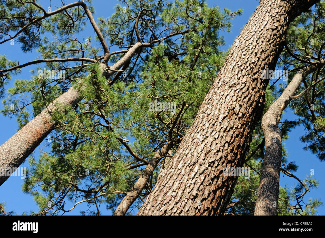 Pinaster hi-res stock photography and images - Alamy