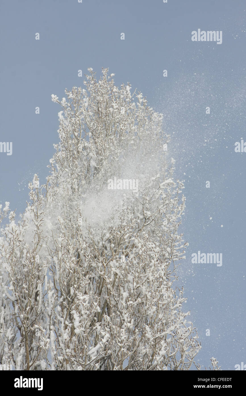 Frost covered trees Stock Photo - Alamy