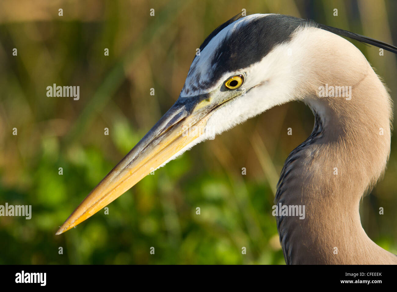 Great blue heron (Ardea herodia) head closeup Stock Photo - Alamy
