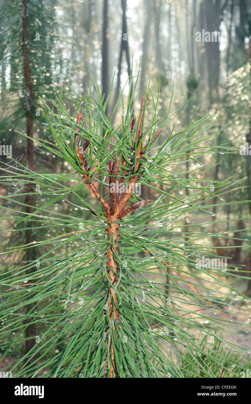 Maritime pine forest (Pinus pinaster Stock Photo - Alamy