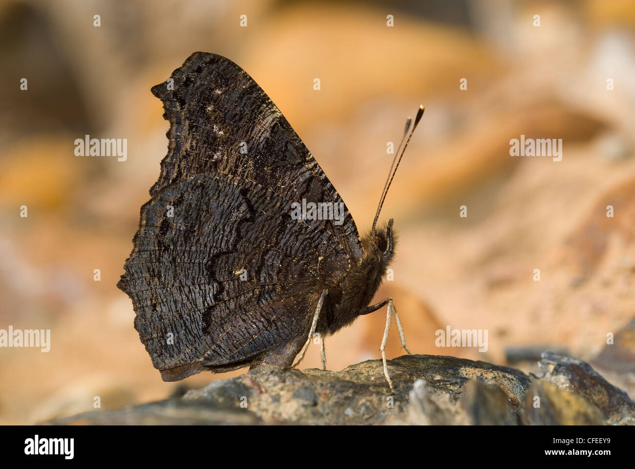 Inachis io hi-res stock photography and images - Alamy