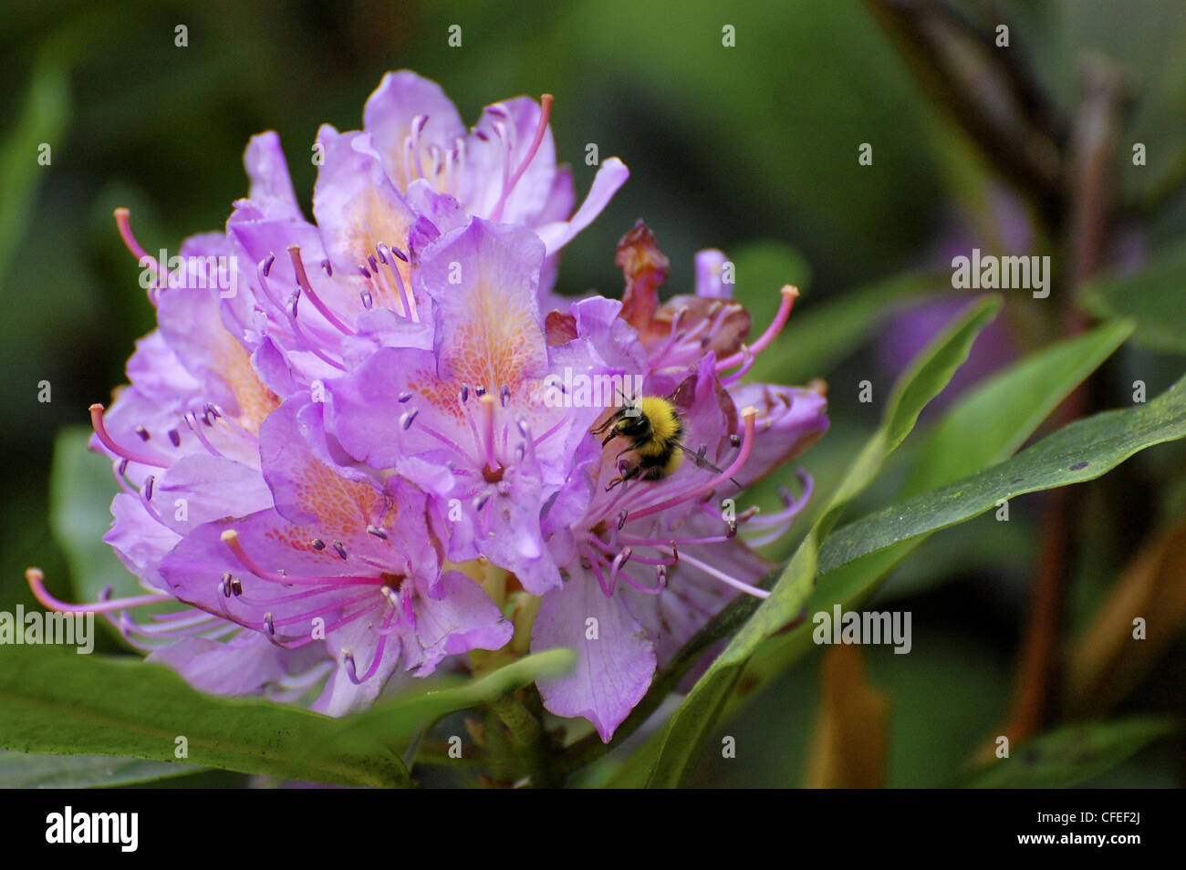 Back Of Bee High Resolution Stock Photography and Images - Alamy