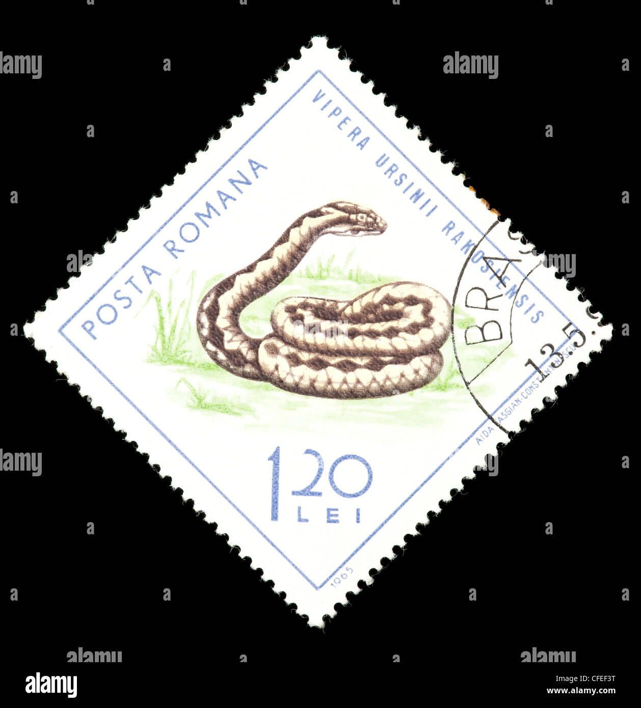 Meadow viper hi-res stock photography and images - Alamy