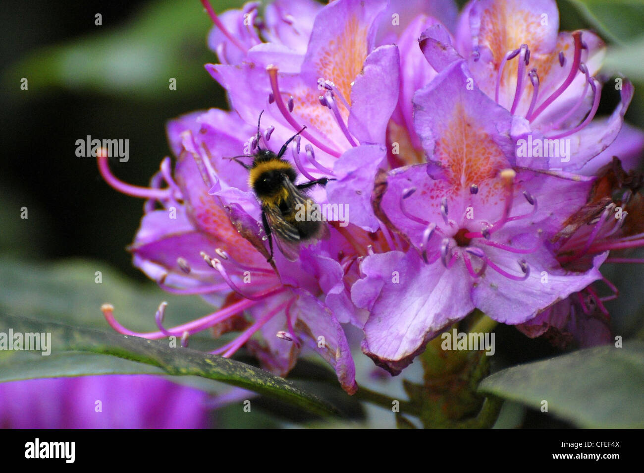 Bumblebee taking pollen from flower Stock Photo - Alamy