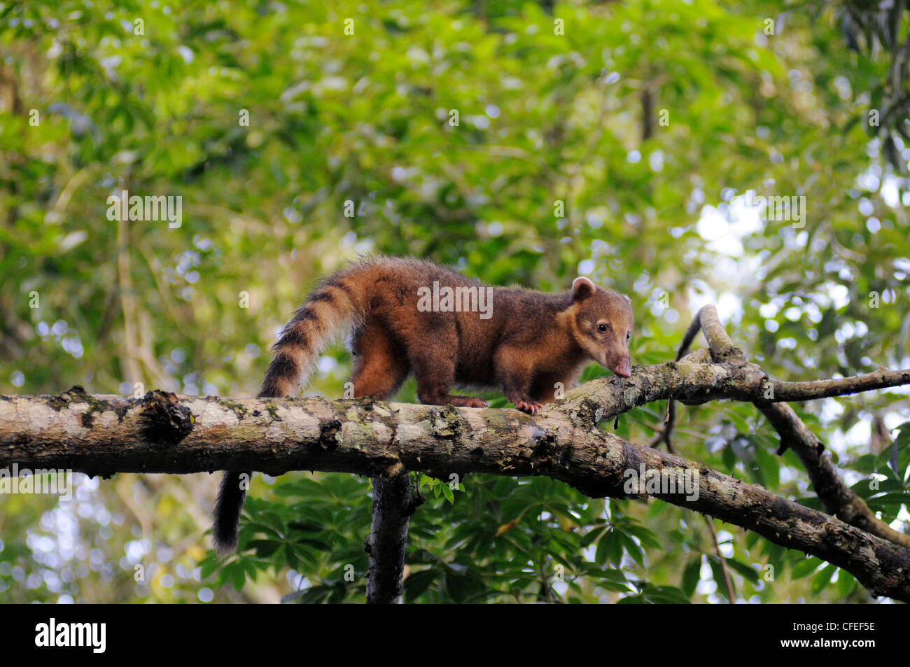 South American Coati. Iguazu National Park, Misiones, Argentina Stock ...