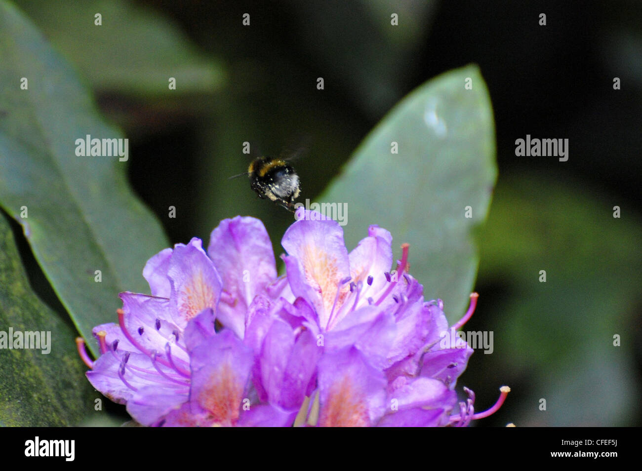 Bee above flower Stock Photo - Alamy