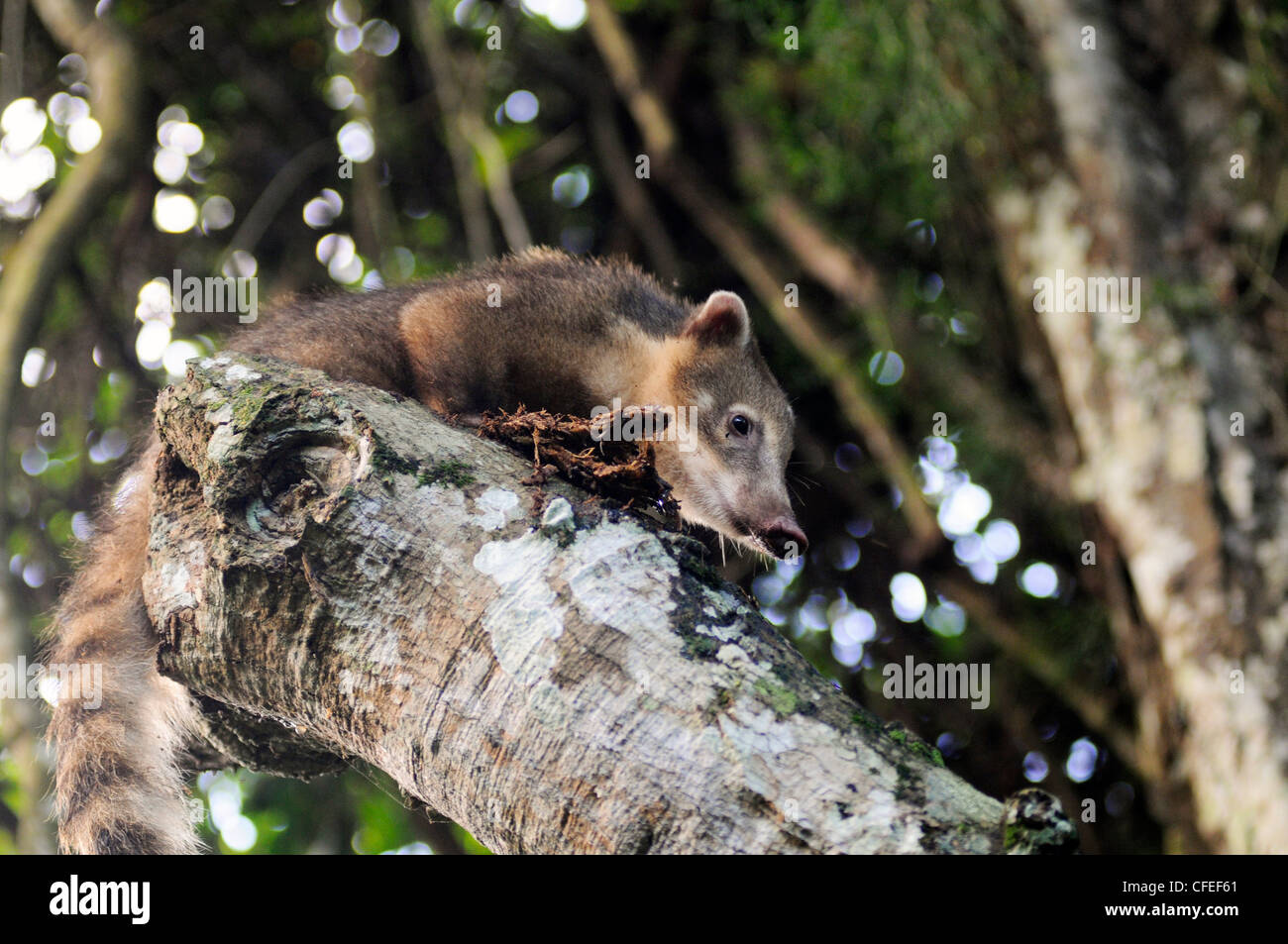South American Coati. Iguazu National Park, Misiones, Argentina Stock ...