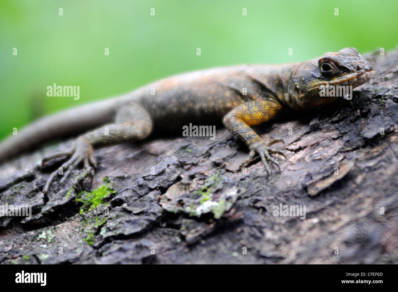 South American lizard (liolaemus lemniscatus). Iguazu National Park ...