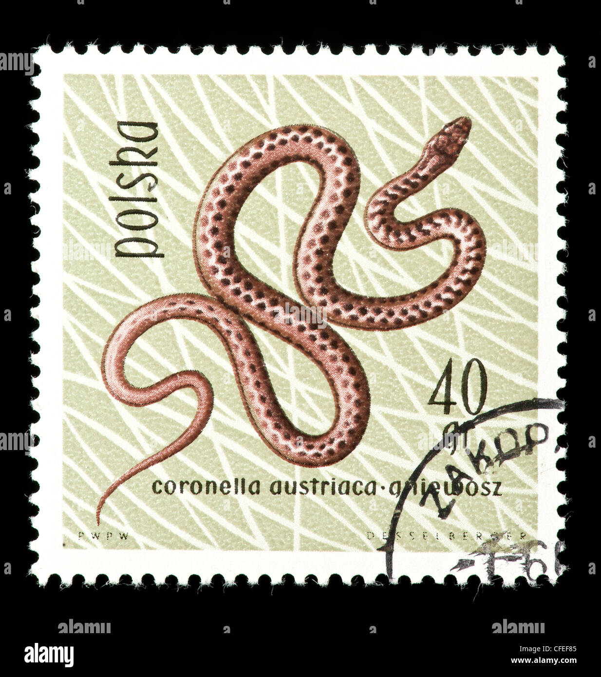 Postage stamp from Poland depicting smooth snake (Coronella austriaca ...