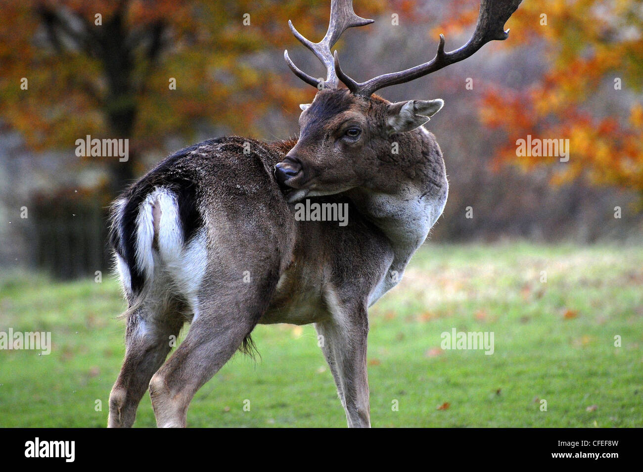Grooming deer hi-res stock photography and images - Alamy