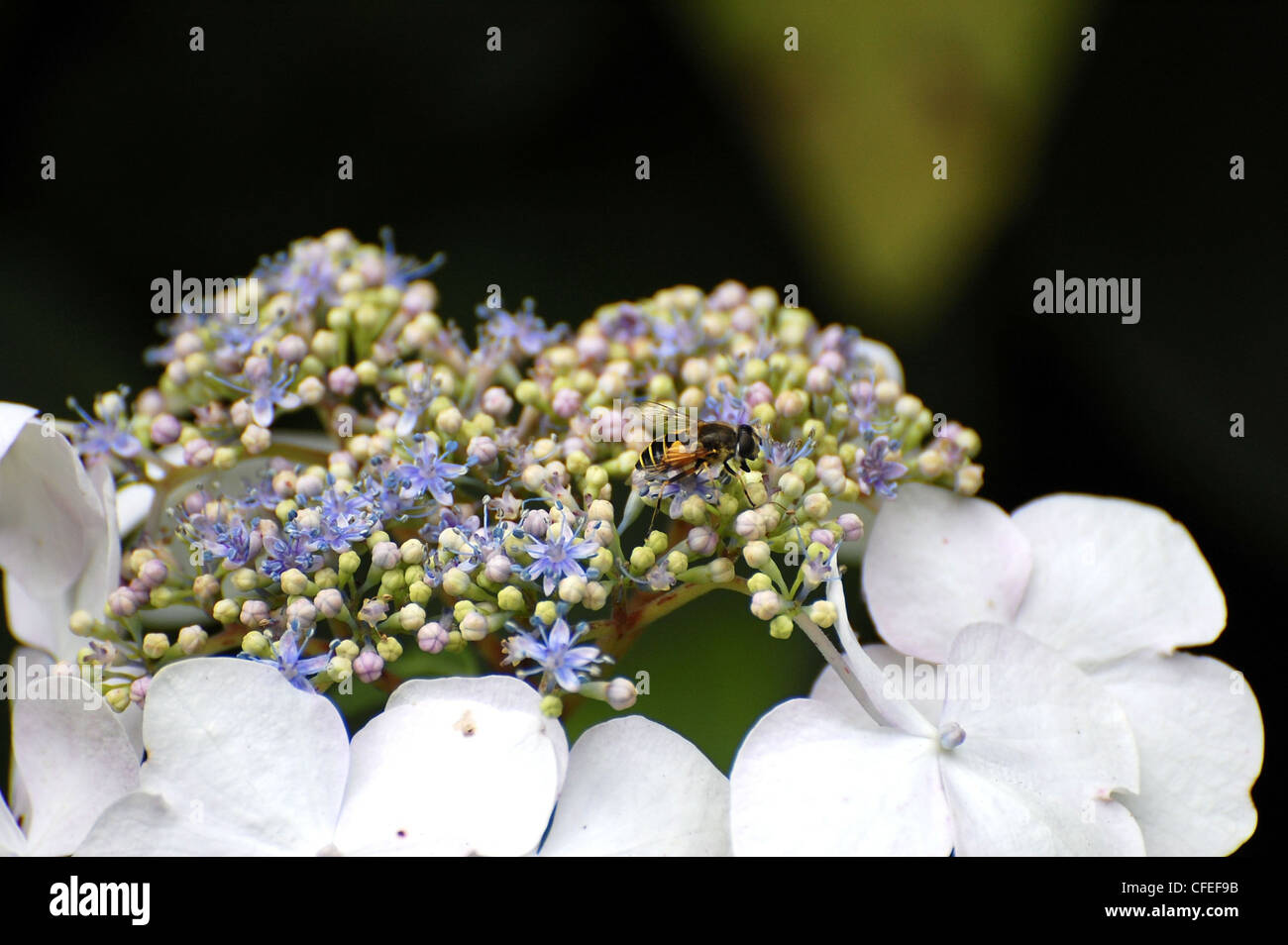 Clump of flowers hi-res stock photography and images - Alamy