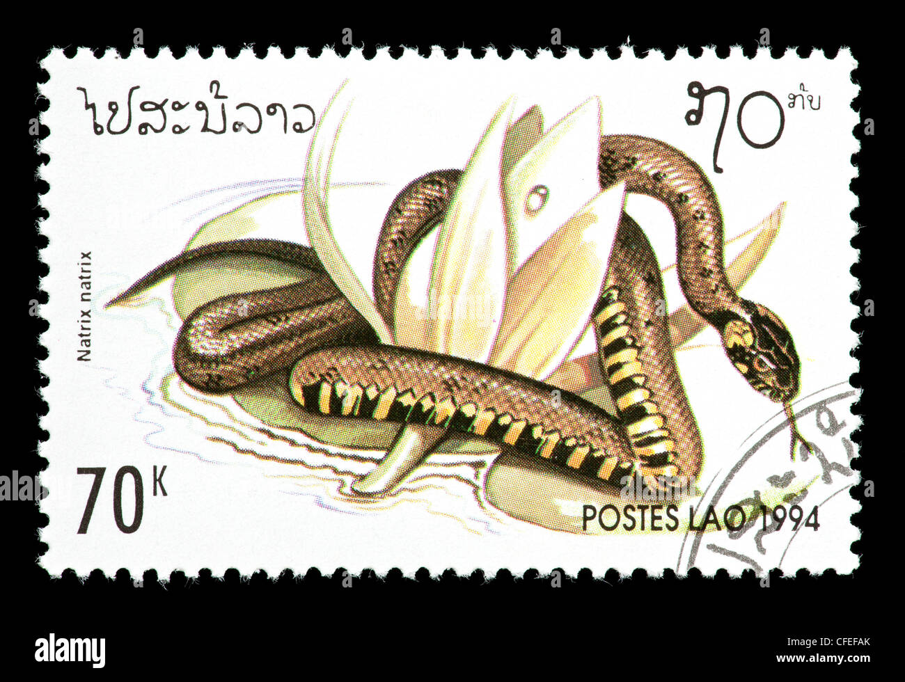Laos snake hi-res stock photography and images - Alamy