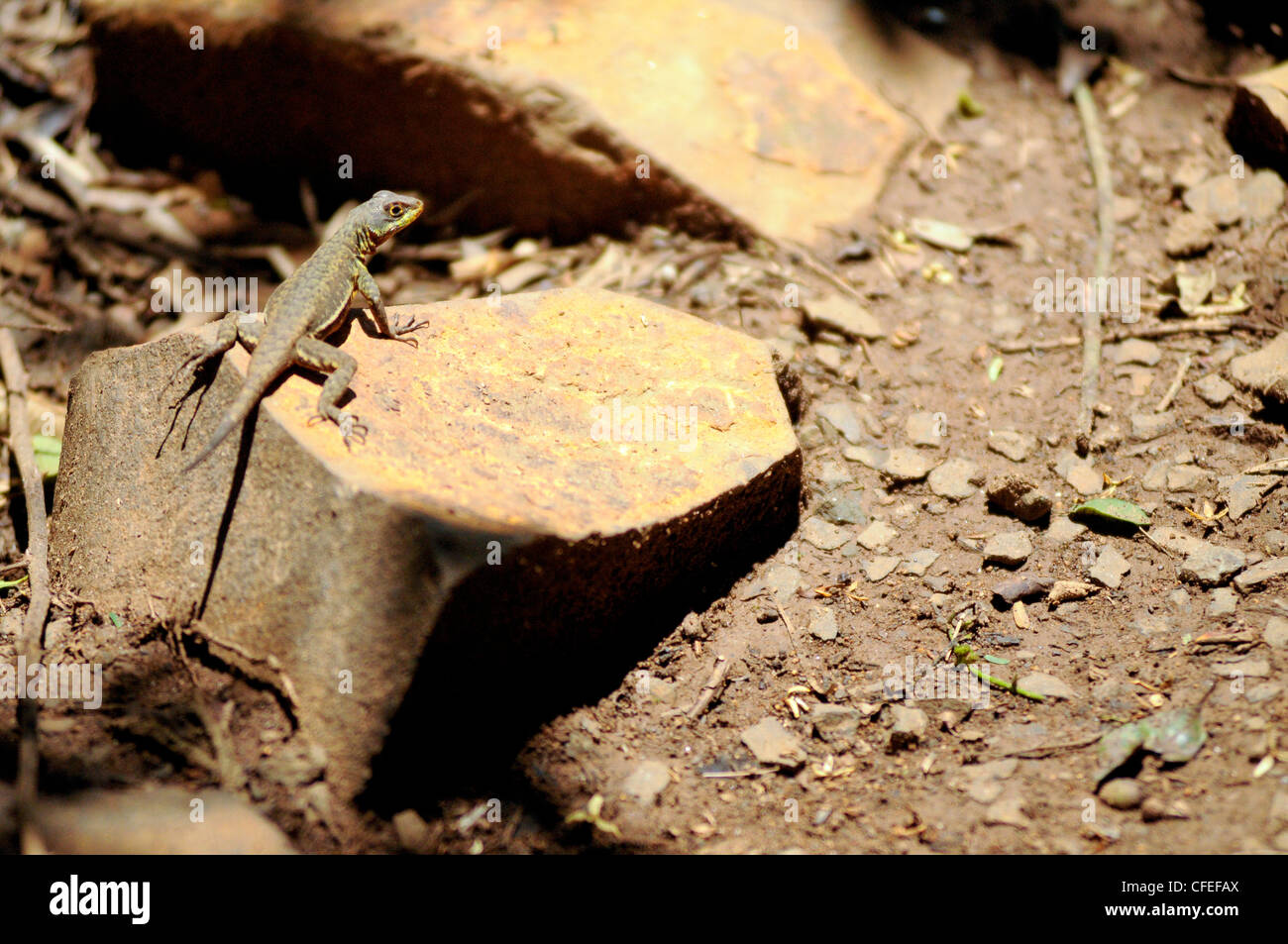 South American lizard (liolaemus lemniscatus). Iguazu National Park ...