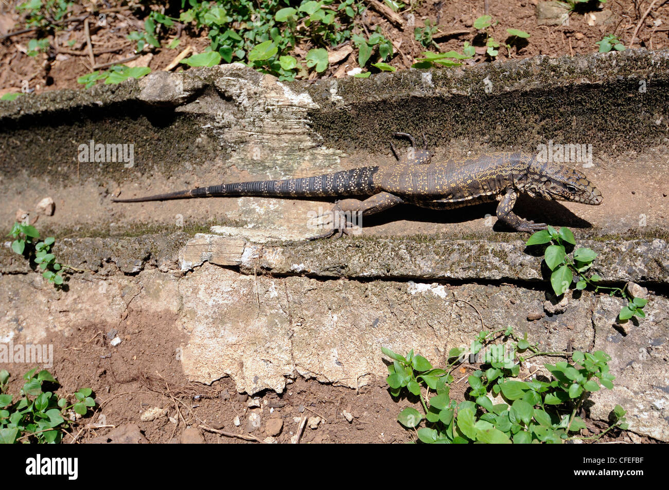 South American Reptiles