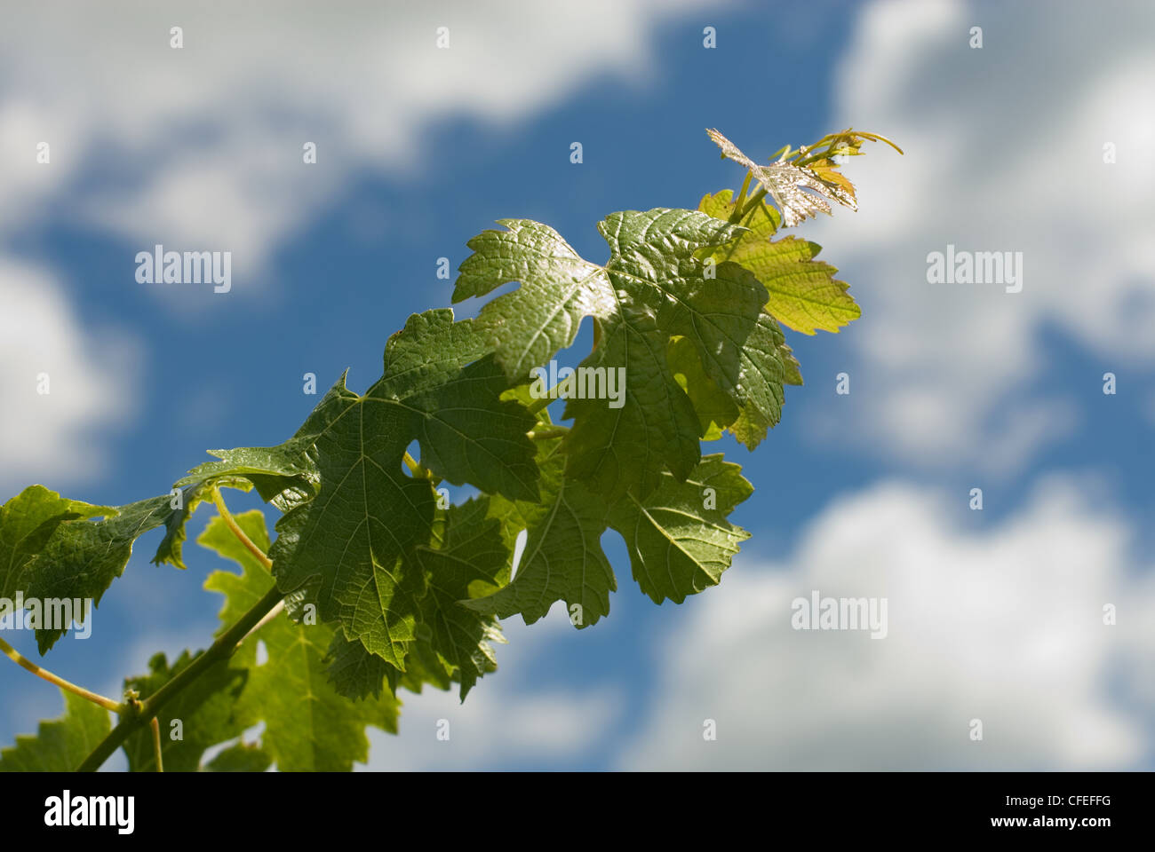The new growth of a grapevine against a blue sky Stock Photo - Alamy