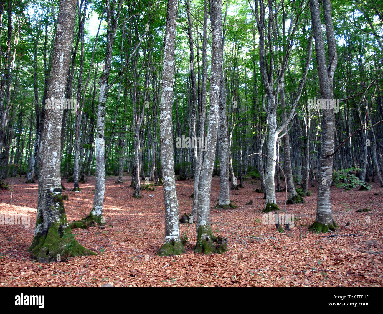 beech trees forest in Urederra , Urbasa range in Navarre Stock Photo ...