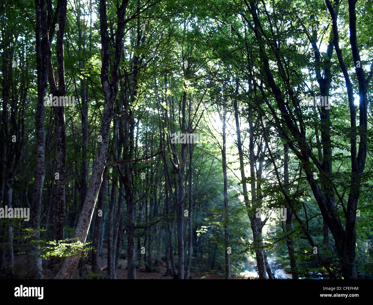 beech trees forest in Urederra , Urbasa range in Navarre Stock Photo ...