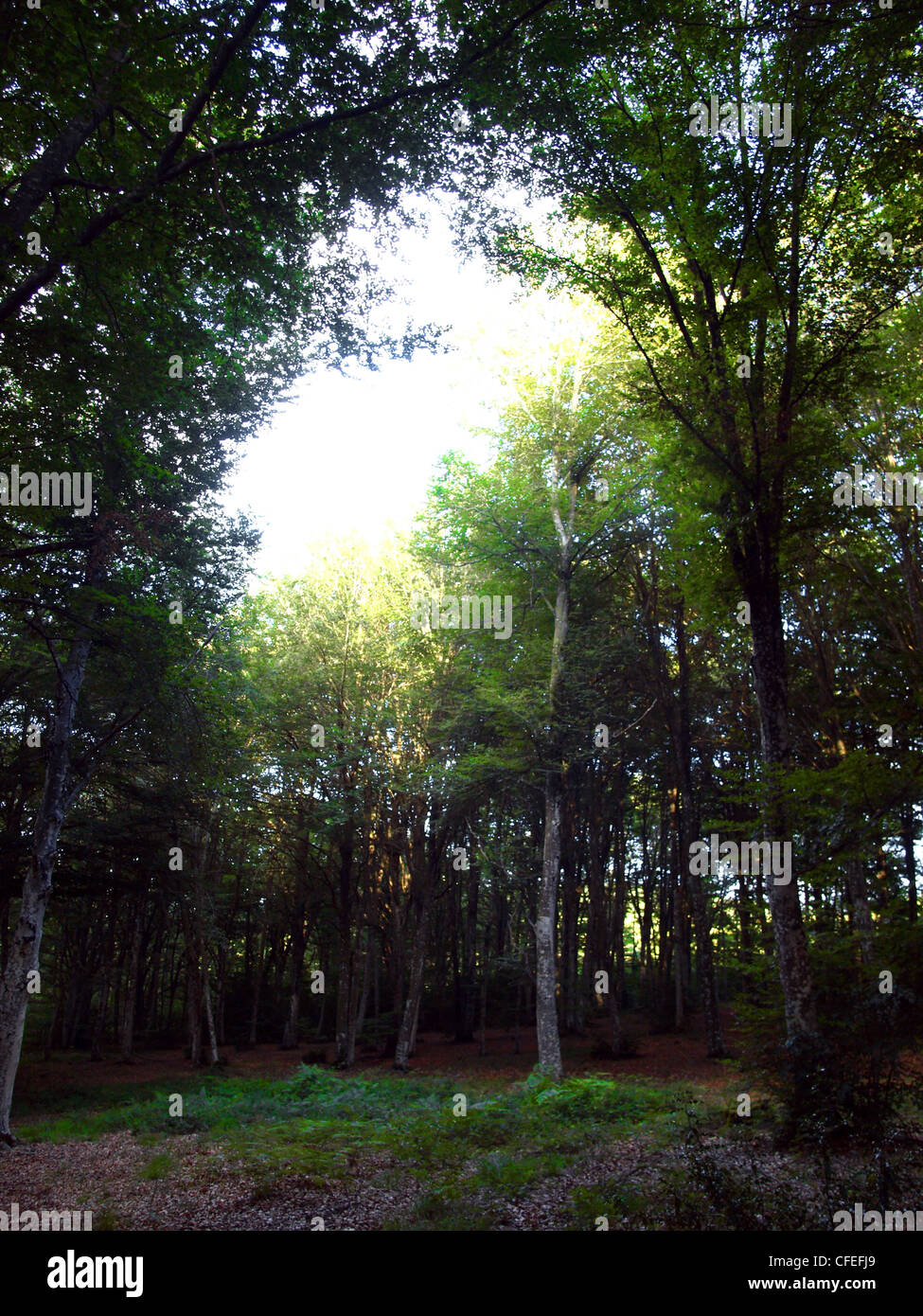 beech trees forest in Urederra , Urbasa range in Navarre Stock Photo ...