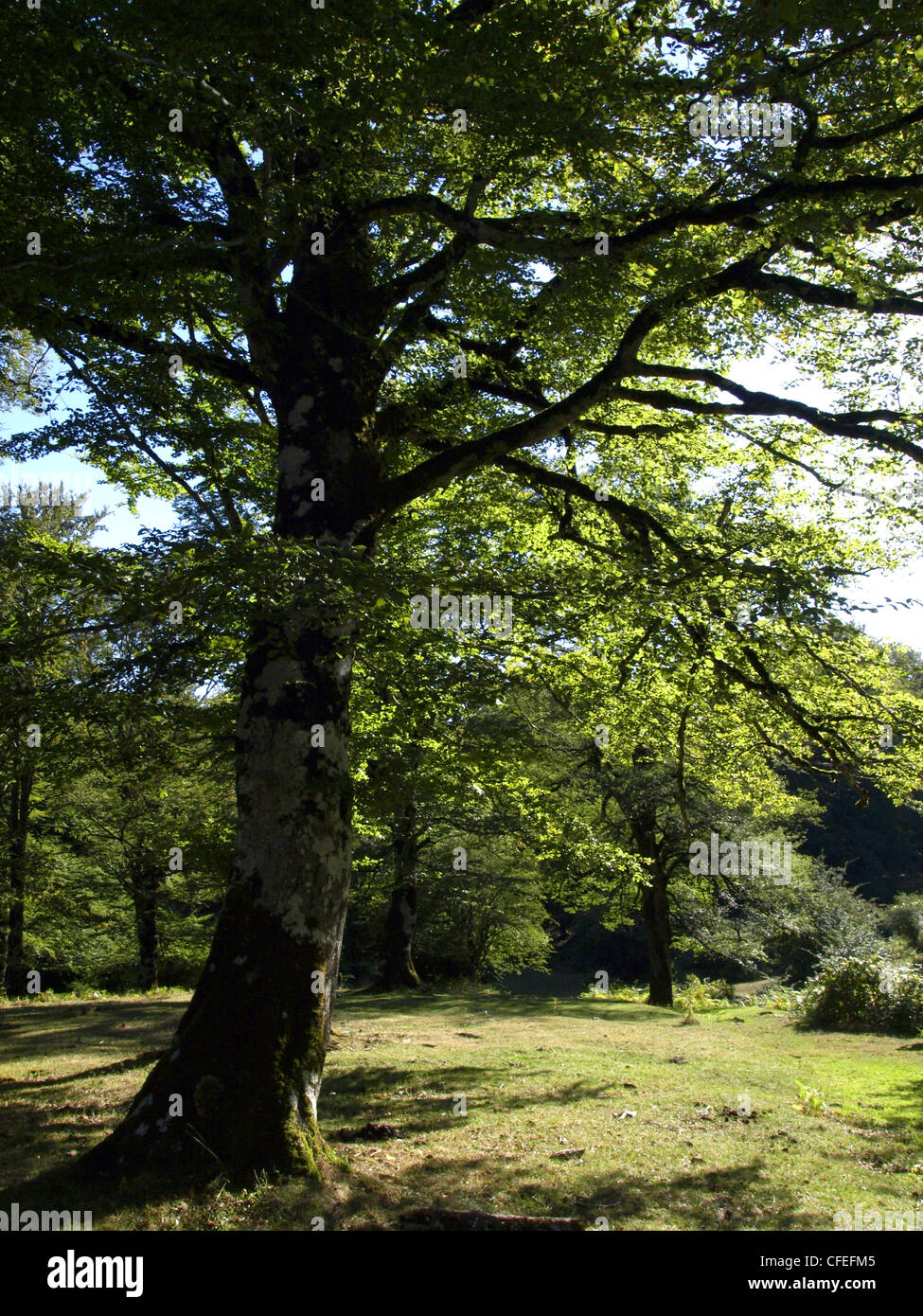 beech trees forest in Urederra , Urbasa range in Navarre Stock Photo ...