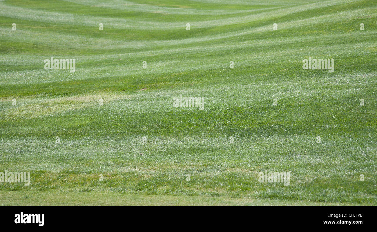 Golf green grass texture close up hi-res stock photography and images ...