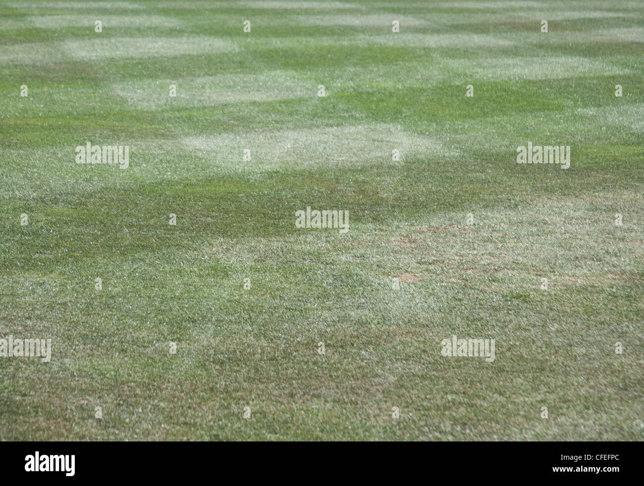 Close up of golf course grass texure Stock Photo - Alamy