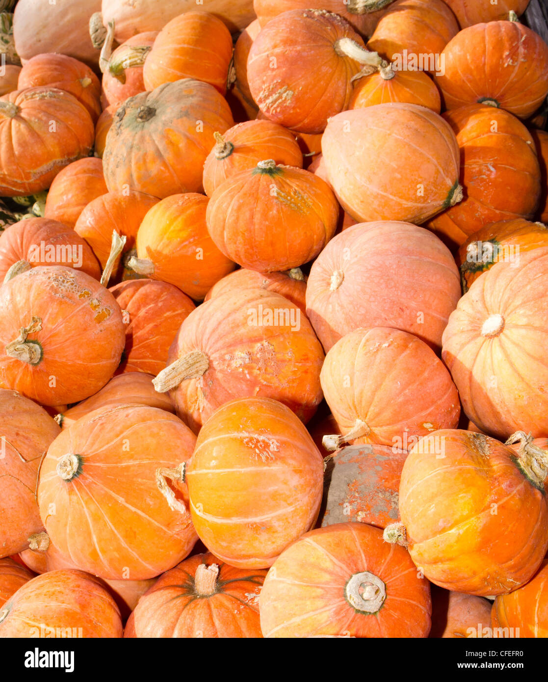 Colorful orange hubbard winter squash on display at the farmers market ...