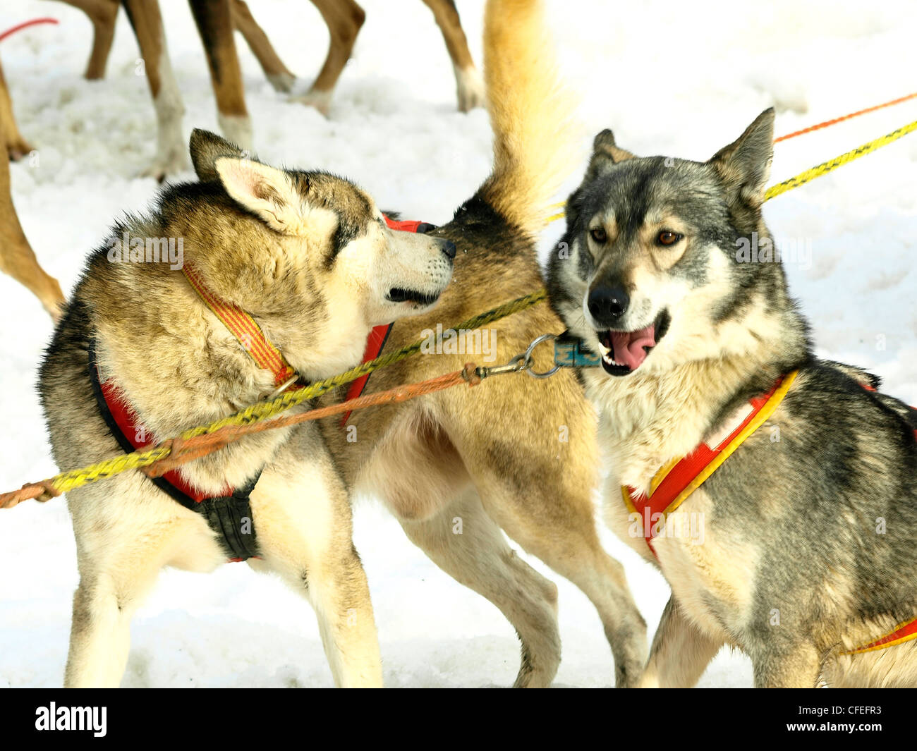 Animal sleigh hi-res stock photography and images - Alamy