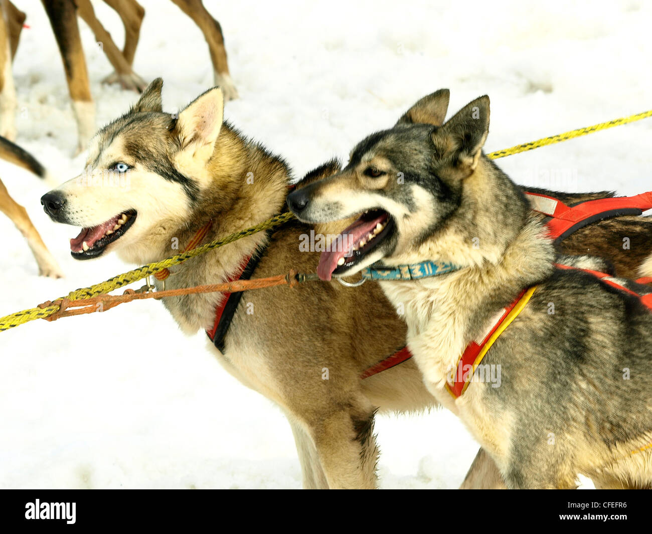 Sledgdog hi-res stock photography and images - Alamy