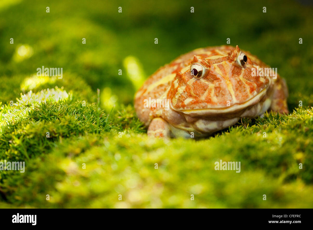 Horned frog south america hi-res stock photography and images - Alamy