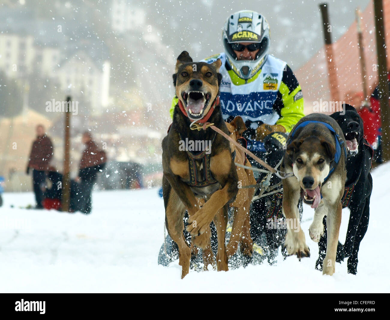 Sledgdog hi-res stock photography and images - Alamy