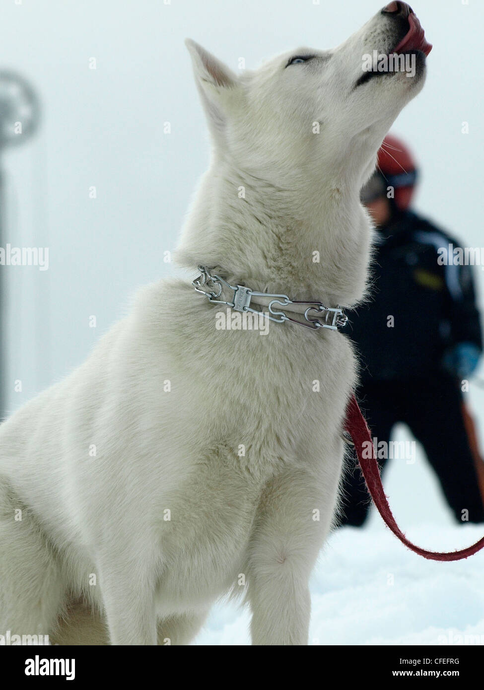 Animal sleigh hi-res stock photography and images - Alamy