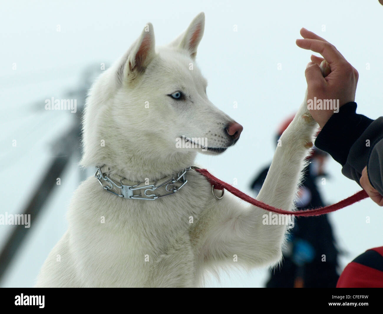 Shaking leg hi-res stock photography and images - Alamy