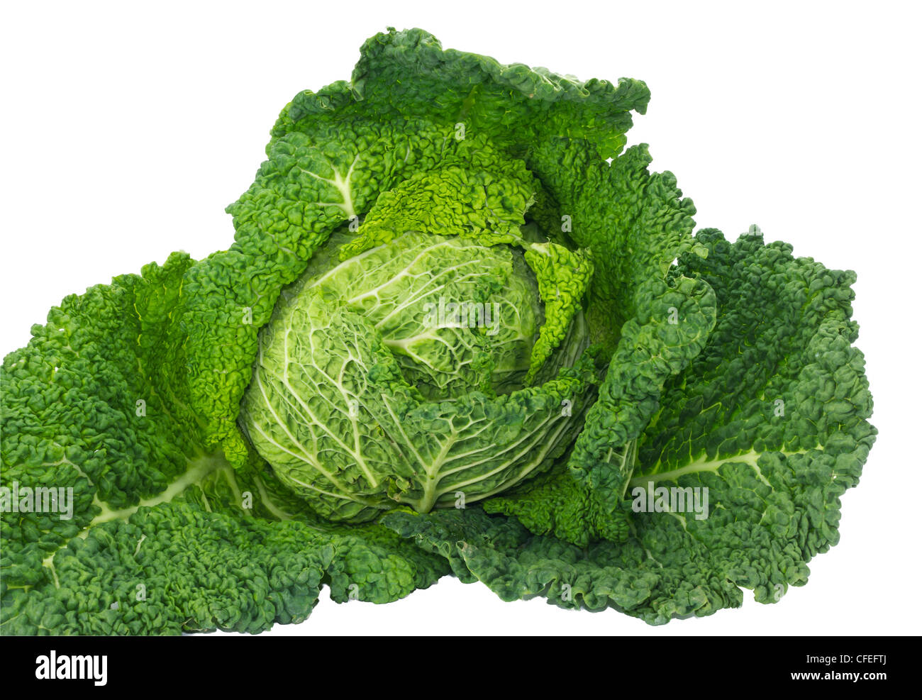 Savoy cabbage isolated hi-res stock photography and images - Alamy