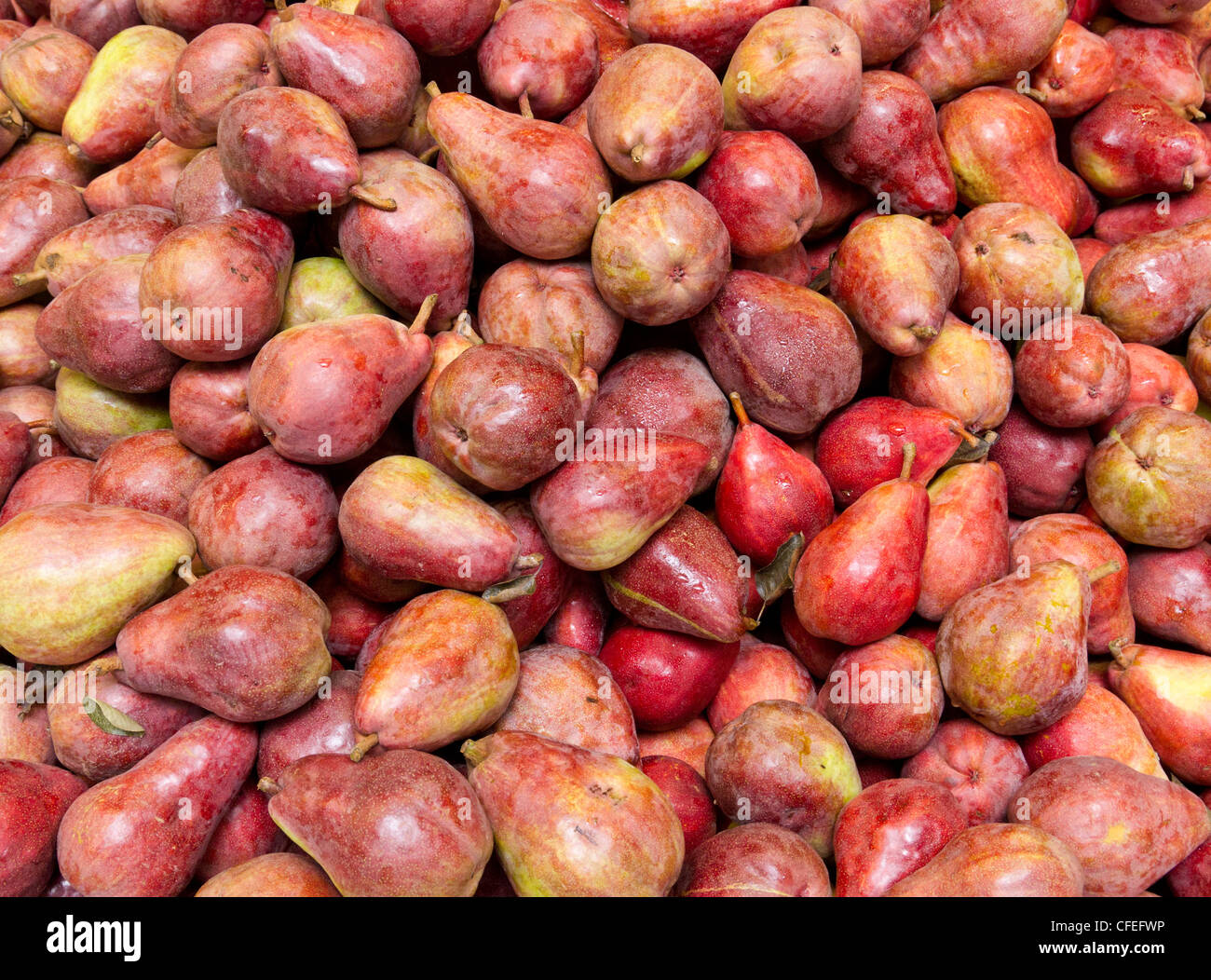 Freshly harvested colorful red bartlett pears on display at the farmers ...