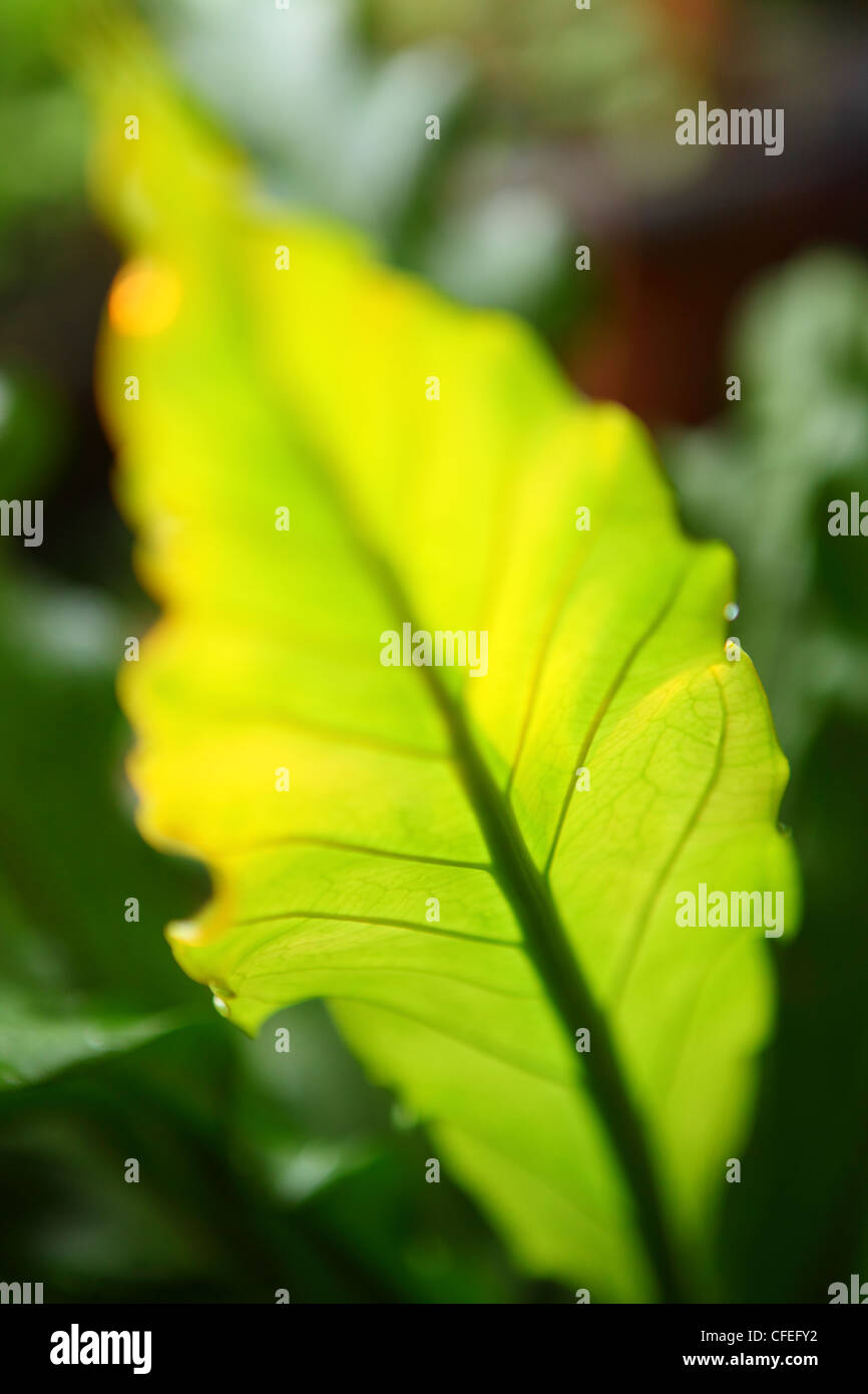 Go Leaf High Resolution Stock Photography and Images - Alamy