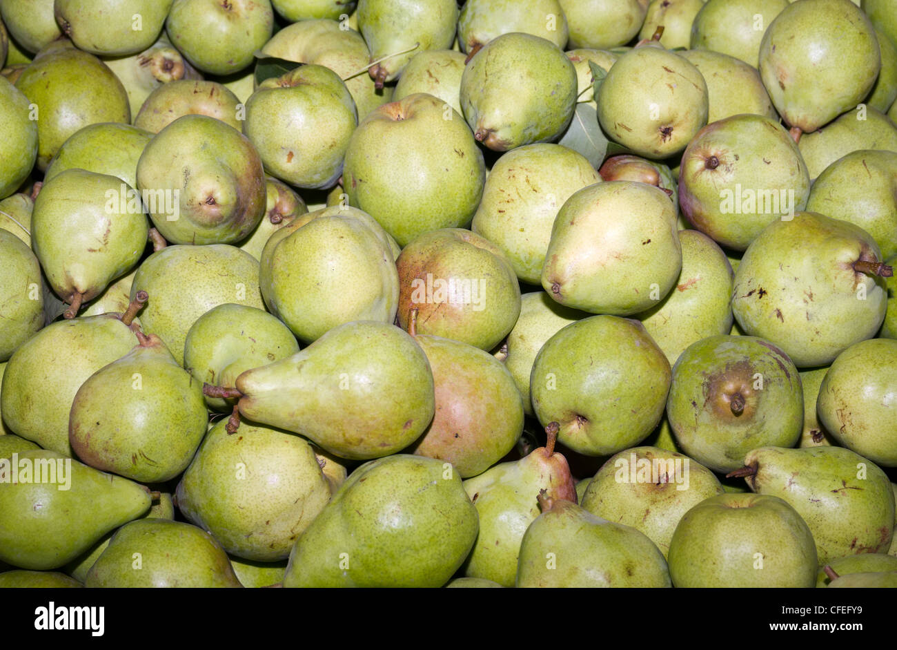 Freshly harvested colorful comice pears on display at the farmers ...