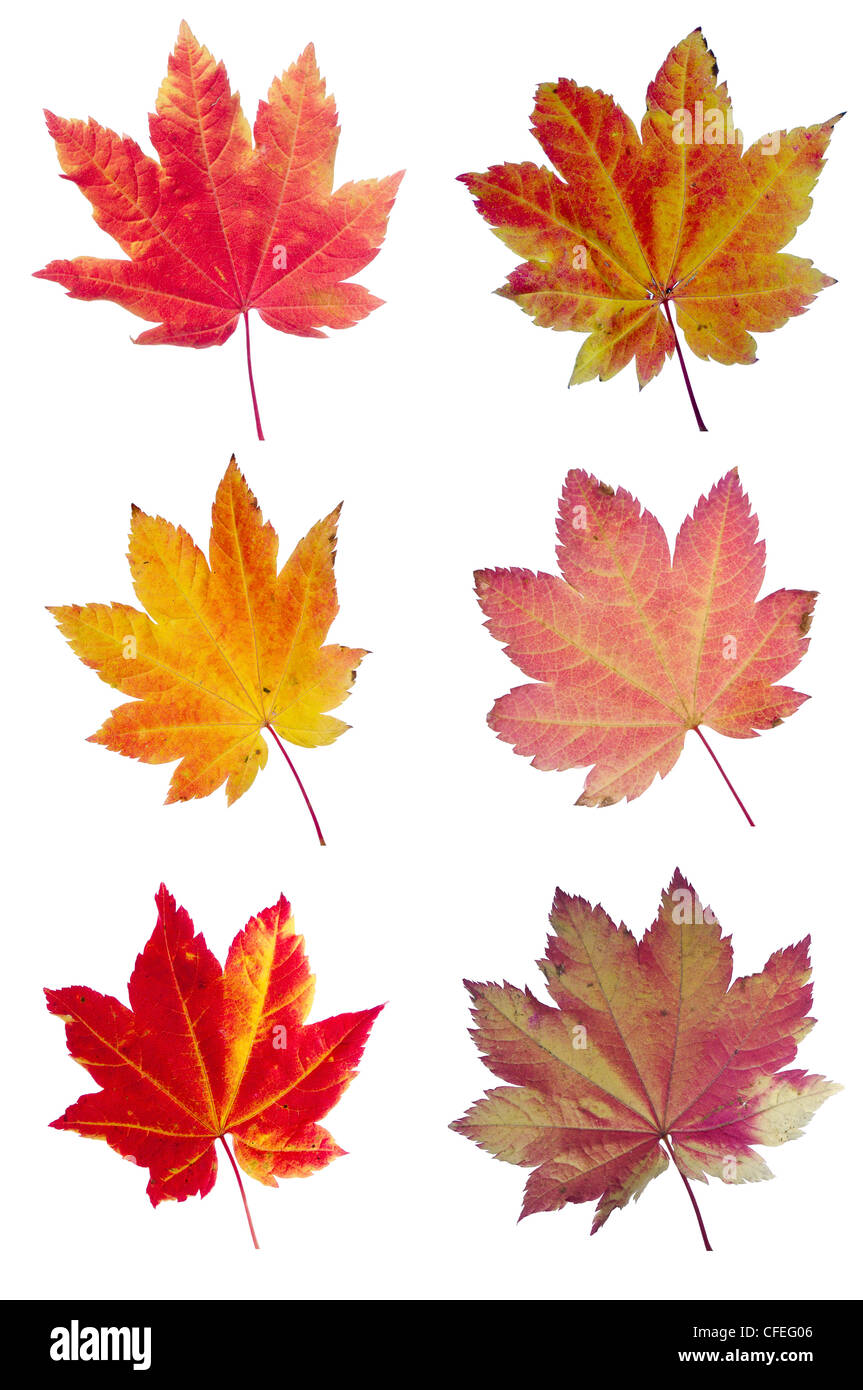 Colorful assortment of fall Vine Maple leaves isolated on white Stock ...