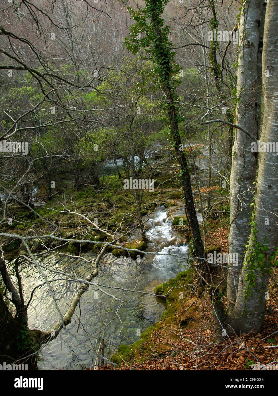 beech trees forest in Urederra , Urbasa range in Navarre Stock Photo ...