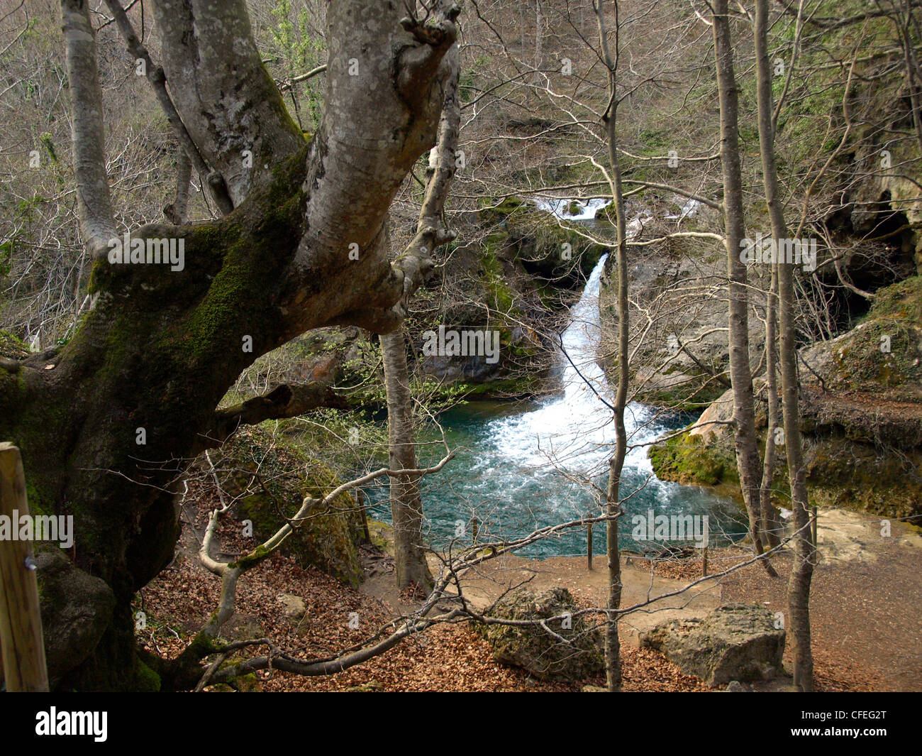 beech trees forest in Urederra , Urbasa range in Navarre Stock Photo ...