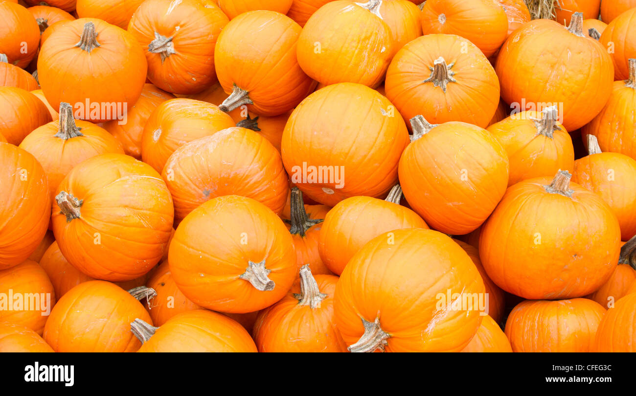 Bright orange pumpkins on display at the famers market Stock Photo - Alamy