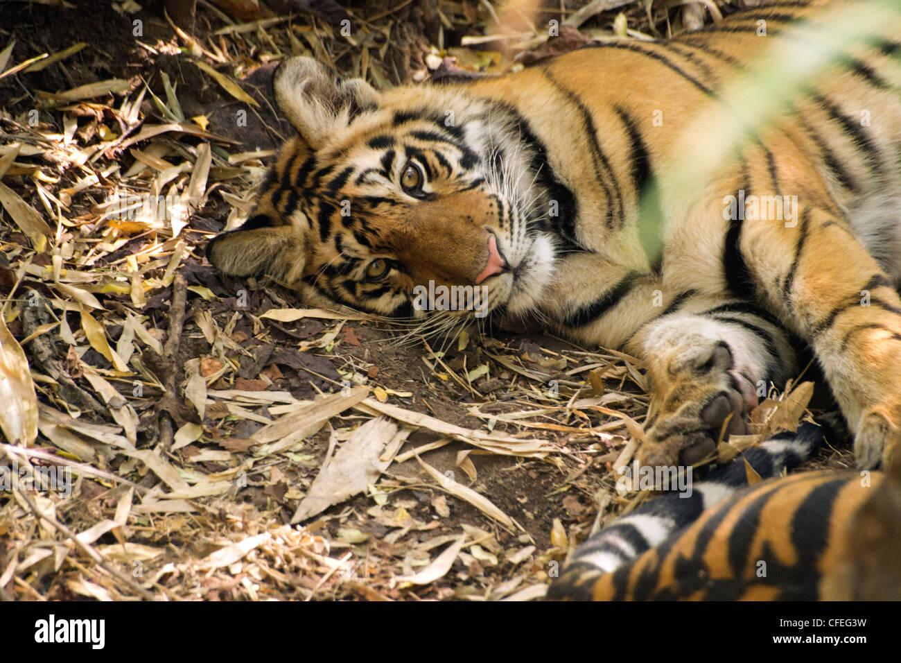 Ranthambore tiger temple hi-res stock photography and images - Alamy