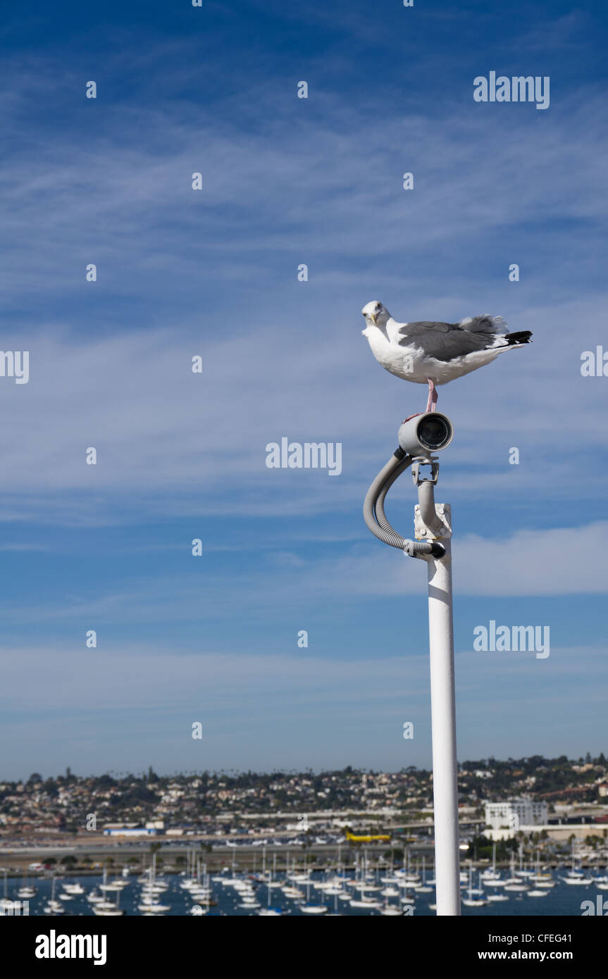 Seagull camera hi-res stock photography and images - Alamy