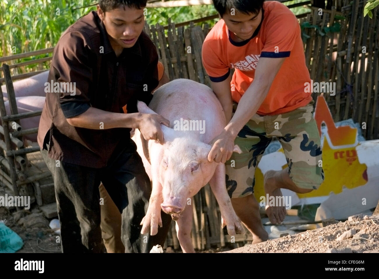 Carrying pig hi-res stock photography and images - Alamy
